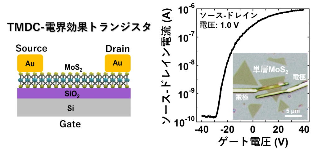 TMDC3 | 岡山大学 林靖彦研究室